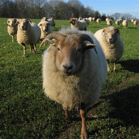 Kentish Cobnuts | Kent Cobnuts | Wild Seeds | Bluebell Seeds | Farnell Farm